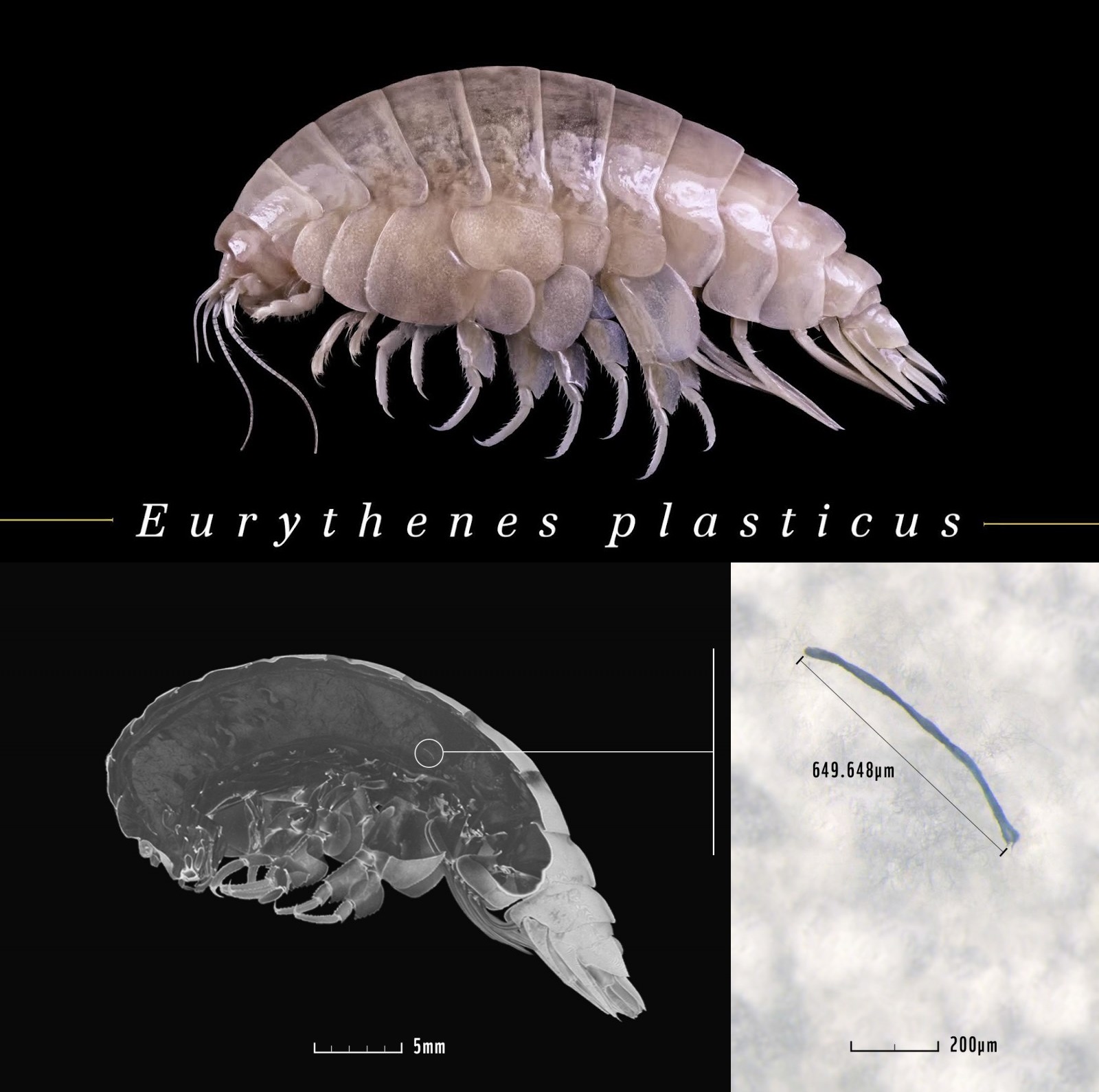 Species New to Science: [Crustacea • 2020] Eurythenes plasticus • A New Species of Eurythenes ...