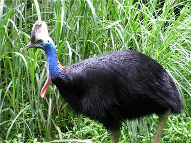 Cassowary | Info-Facts and Photos 2012 | The Wildlife