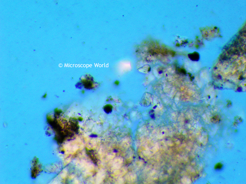 Microscope World Blog: Student Project: Soil Under the Microscope