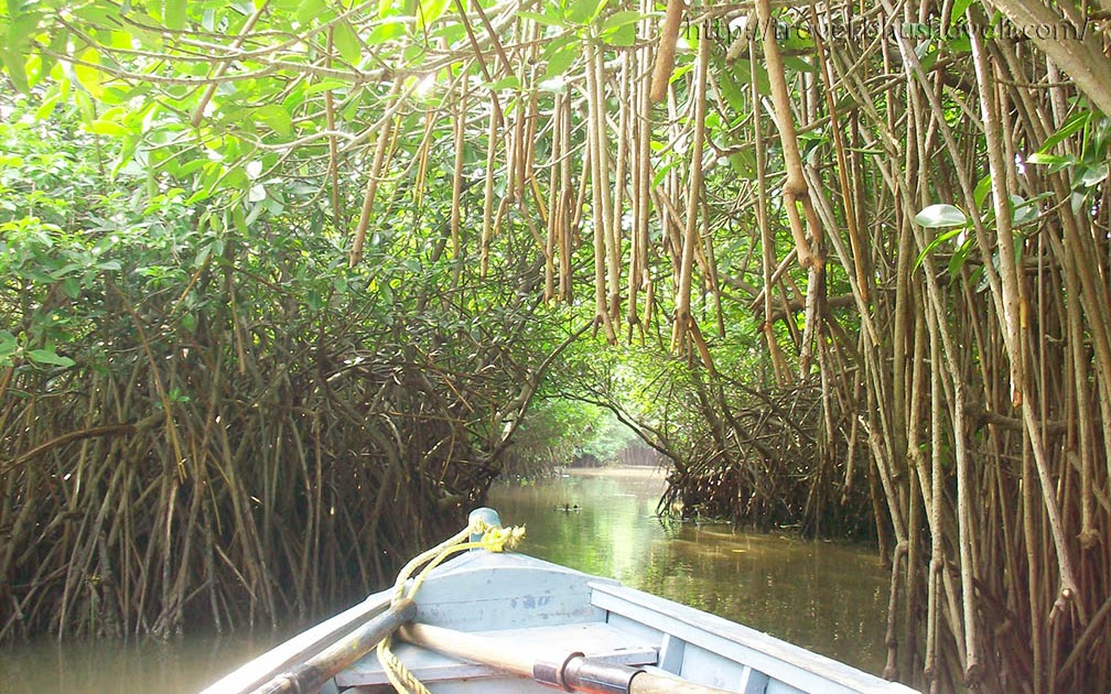 Pichavaram Mangrove (Cuddalore - Tamil Nadu) | My Travelogue - Indian ...
