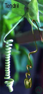 Vegetables Names with Meaning and Picture | Vegetable Vocabulary