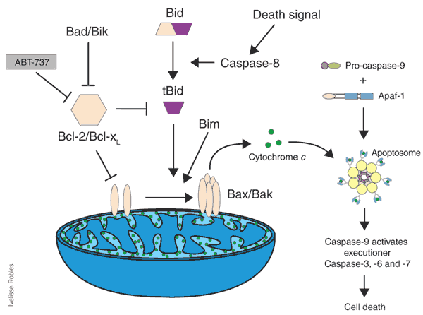 Mundo da Bioquímica (blog sobre bioquímica): Citocromo c e apoptose