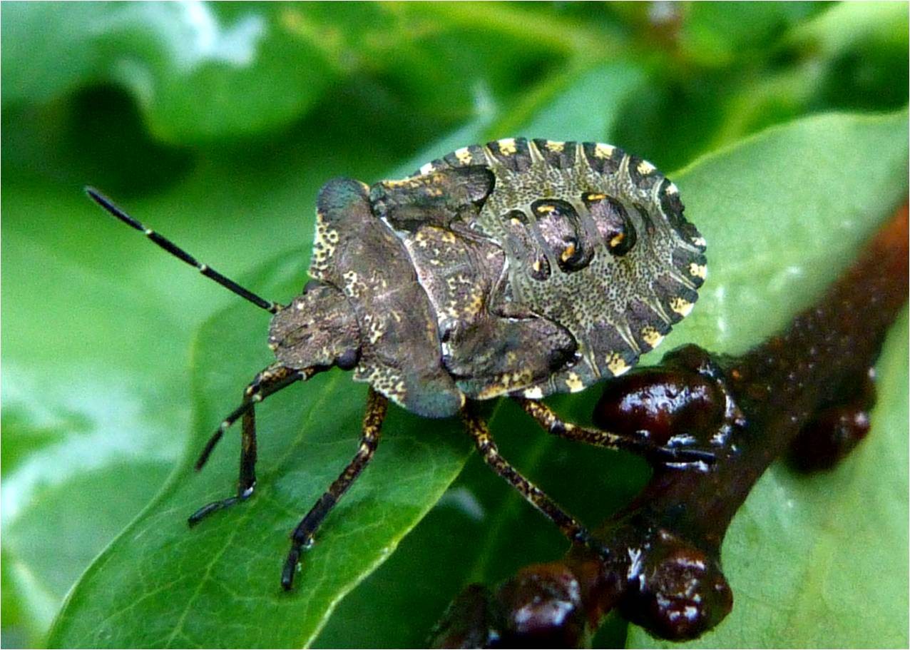 Insects of Scotland: True Bugs