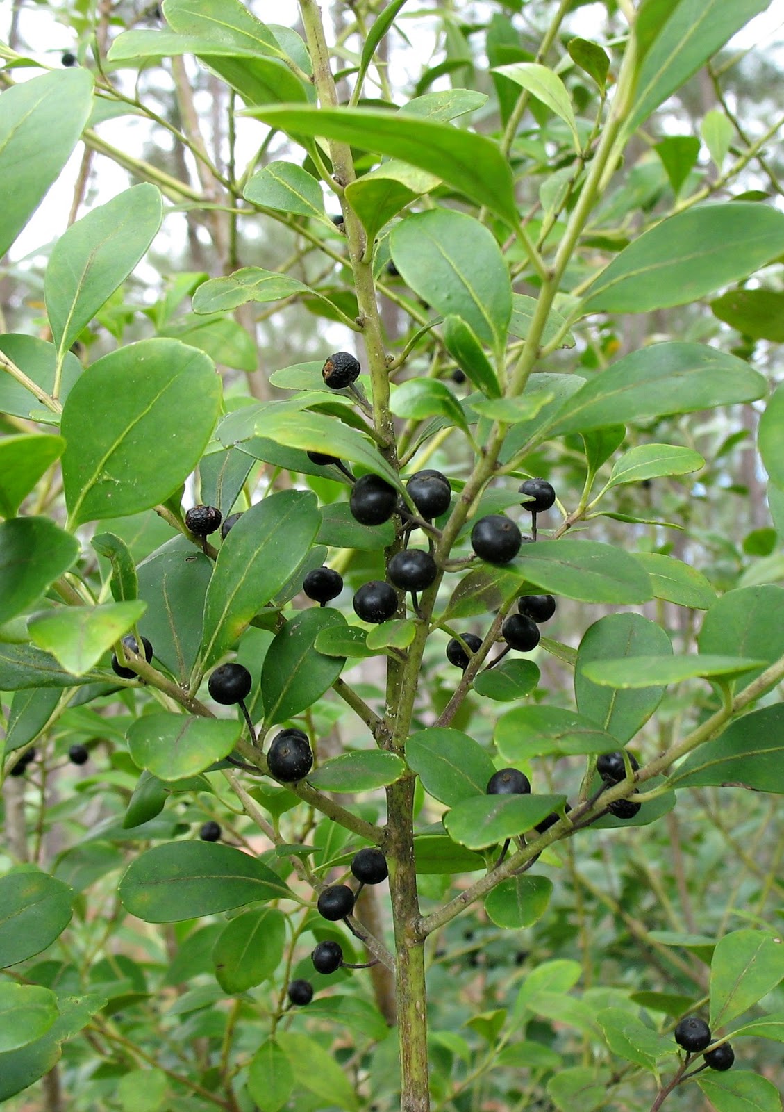 Using Georgia Native Plants: Jolly Holly