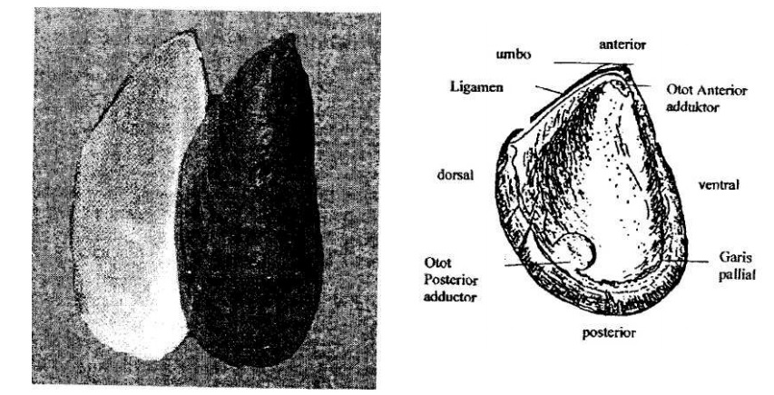Klasifikasi kerang bivalvia pdf - nsamar