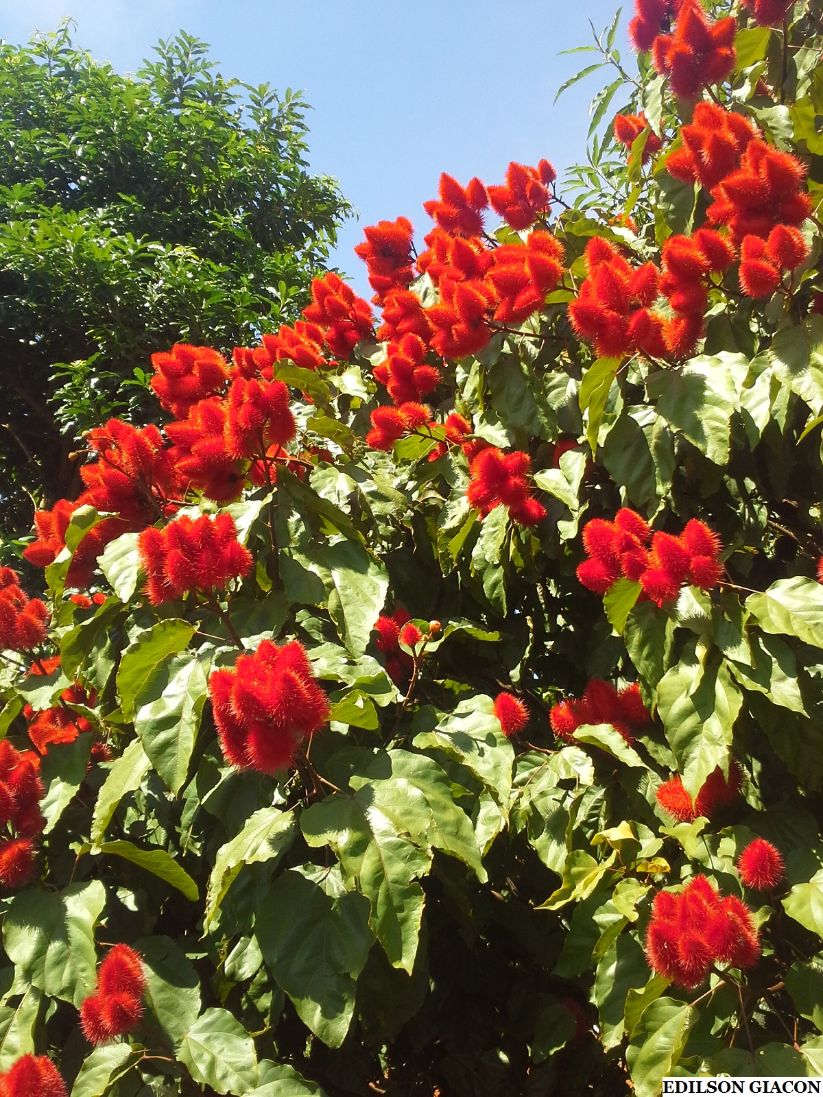 Viveiro Ciprest - Plantas Nativas e Exóticas: Urucum Peruano ou Colorau ...