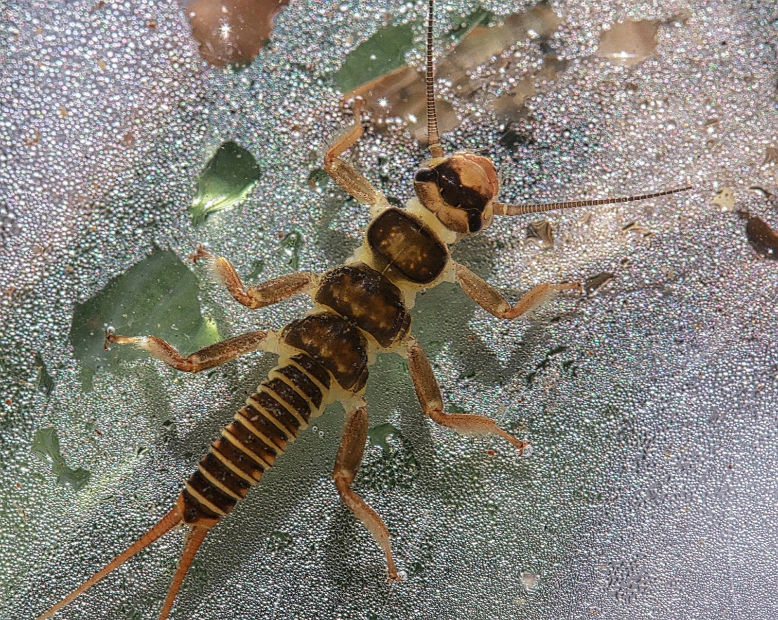 Aquatic Insects of Central Virginia: Mayflies, Stoneflies, Caddisflies ...