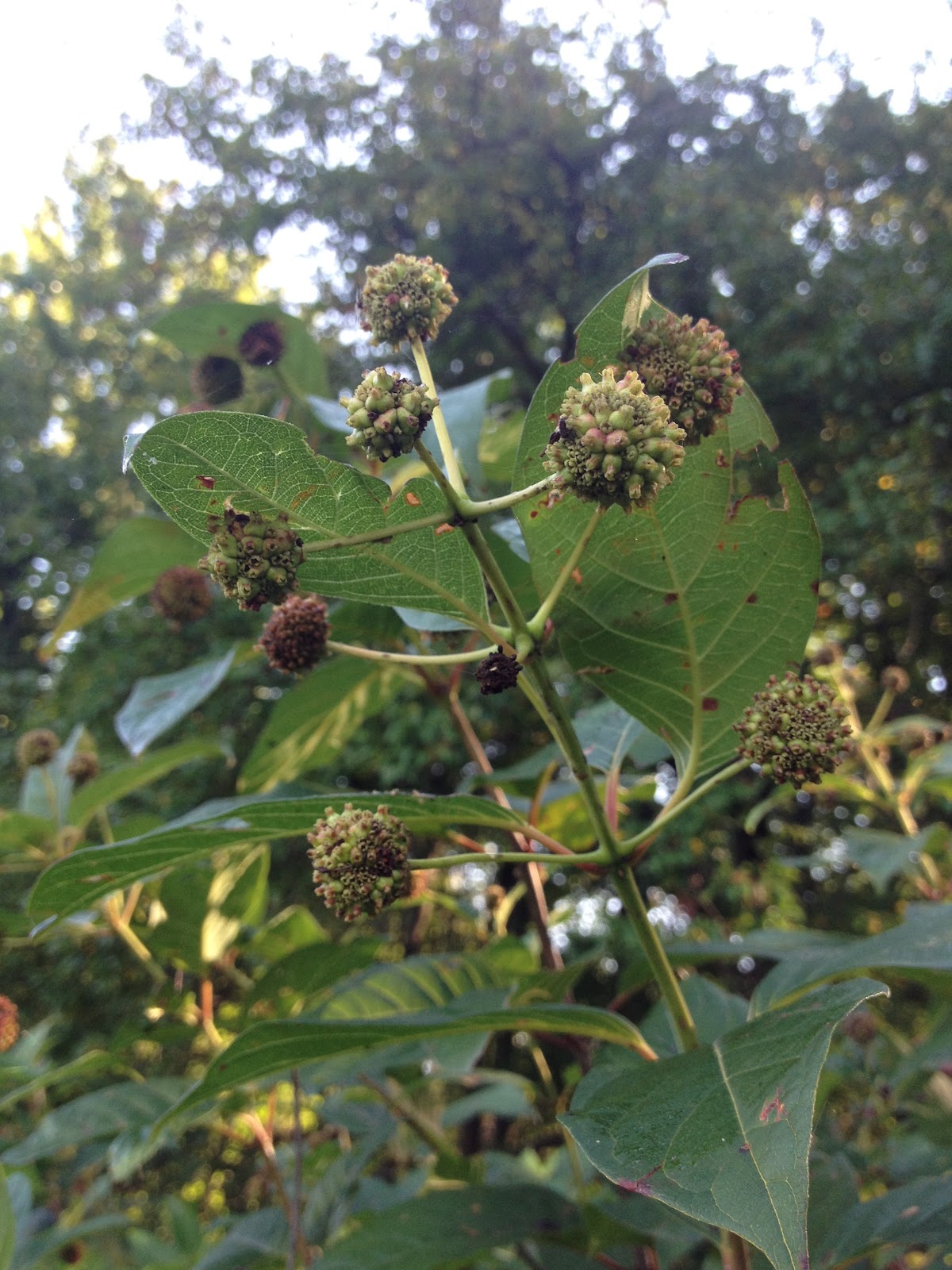 PHILLY TREES: THE PHILADEPHIA UNDERSTORY