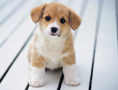 Imagenes de perros lindos - Imagui