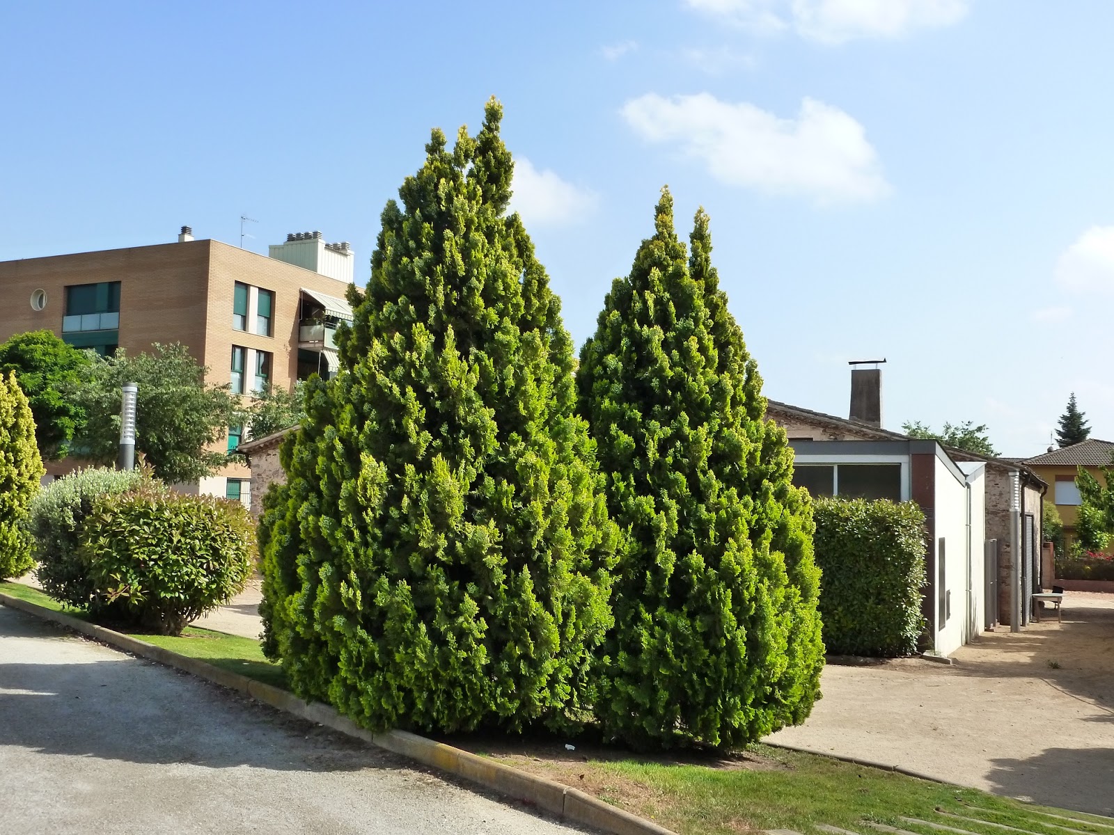 Árboles con alma: Tuya Oriental. Árbol de la vida. (Platycladus orientalis)