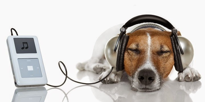 ¿A los perros les gusta la música? - Ecomundo
