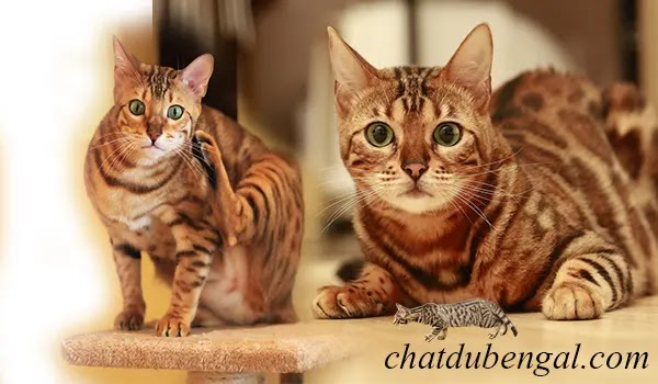 tout savoir sur chat du bengal : prix, santé, Personnalité et caractère