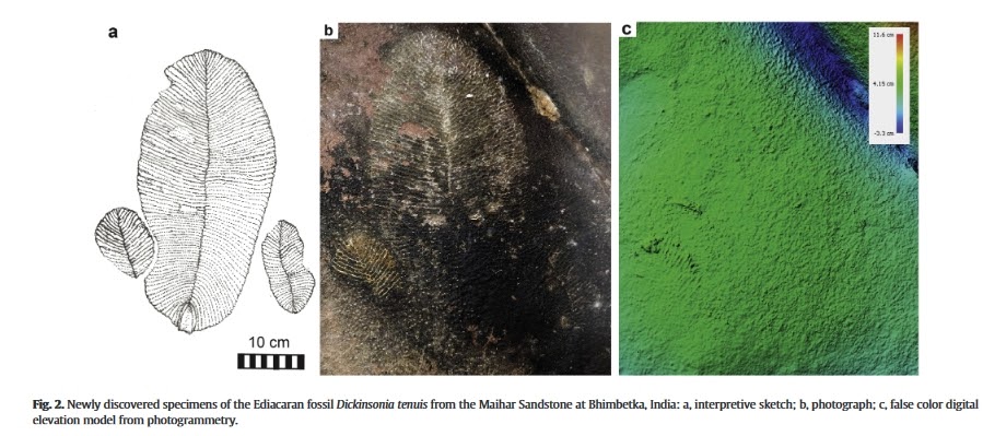 Rapid Uplift: Fossil Dickinsonia Indicates Ediacaran Age For Upper ...