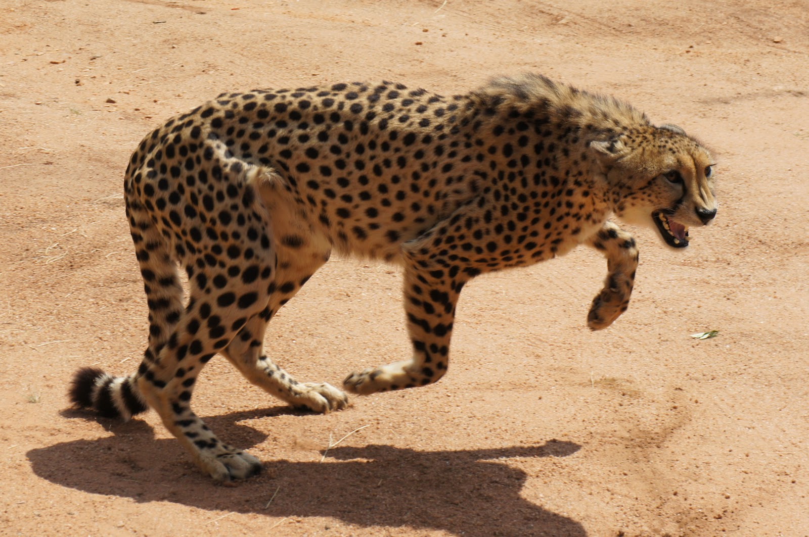 Lucy Osborne Agility Training Blog: Teaching In South Africa - Update 6