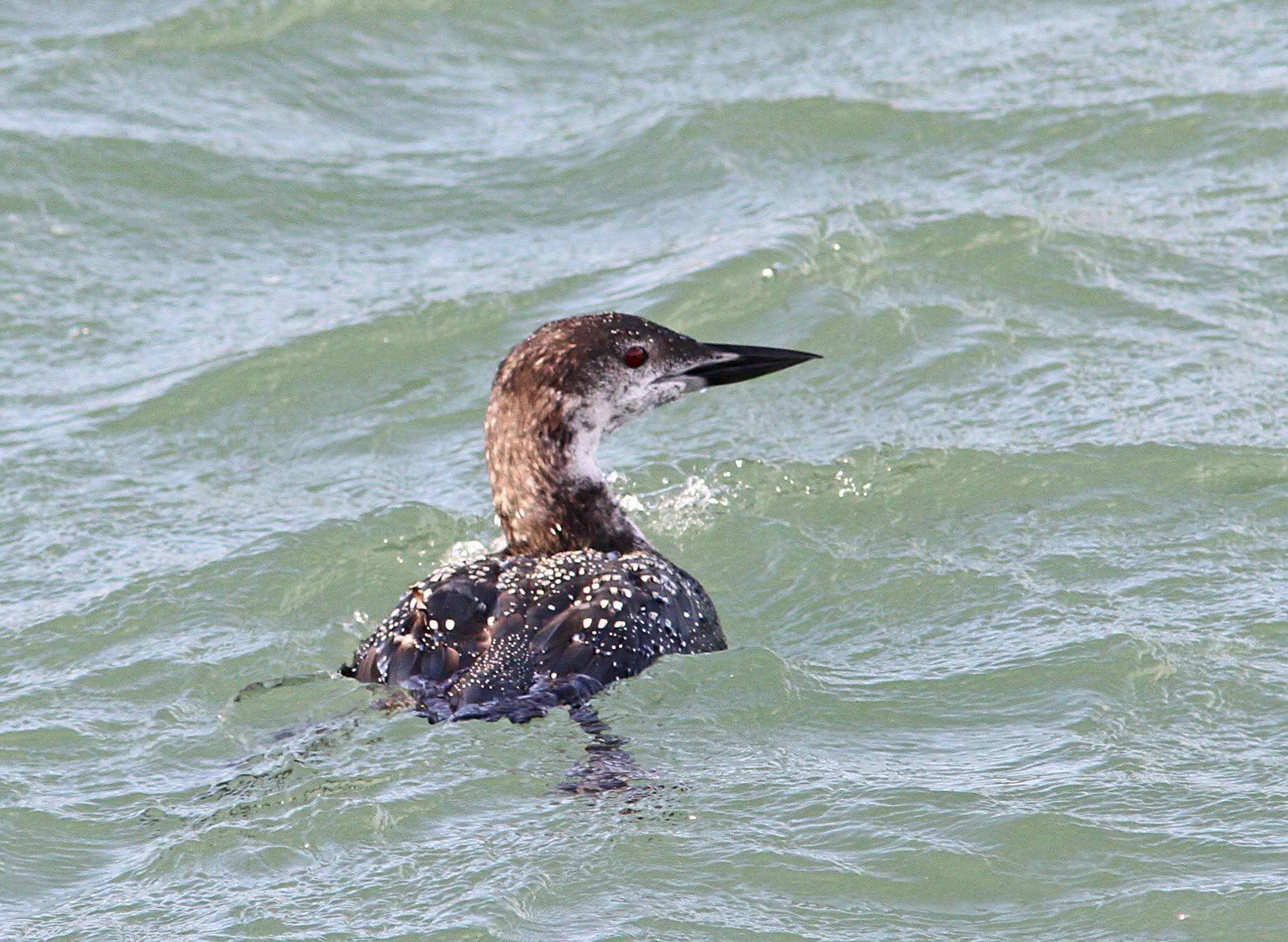 Northamptonshire Birding: Autumn on Mull 2020