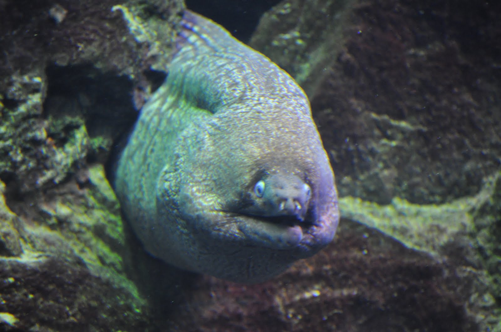 ZOOTOGRAFIANDO (MI COLECCIÓN DE FOTOS DE ANIMALES): MORENA COMÚN ...