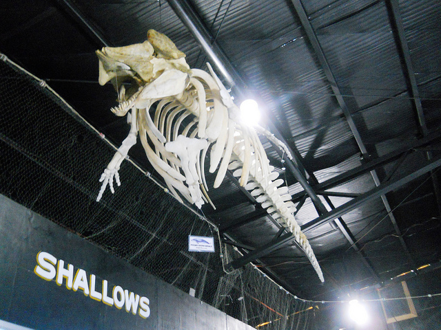 Make It Davao: D' Bone Collector Museum