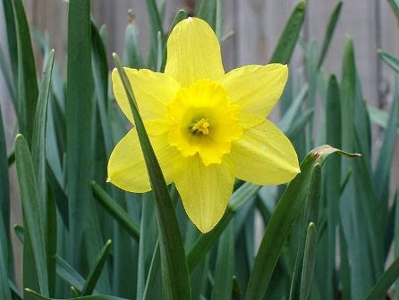 The Sweet o' the Year - Daffodils | A Shakespeare Garden