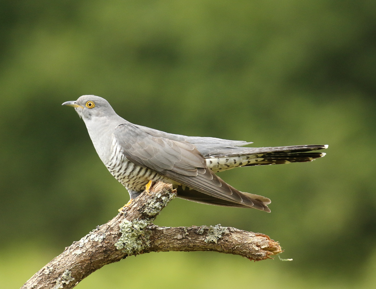 Black Audi Birding: Close Encounters of the Cuckoo Kind 4th June 2017