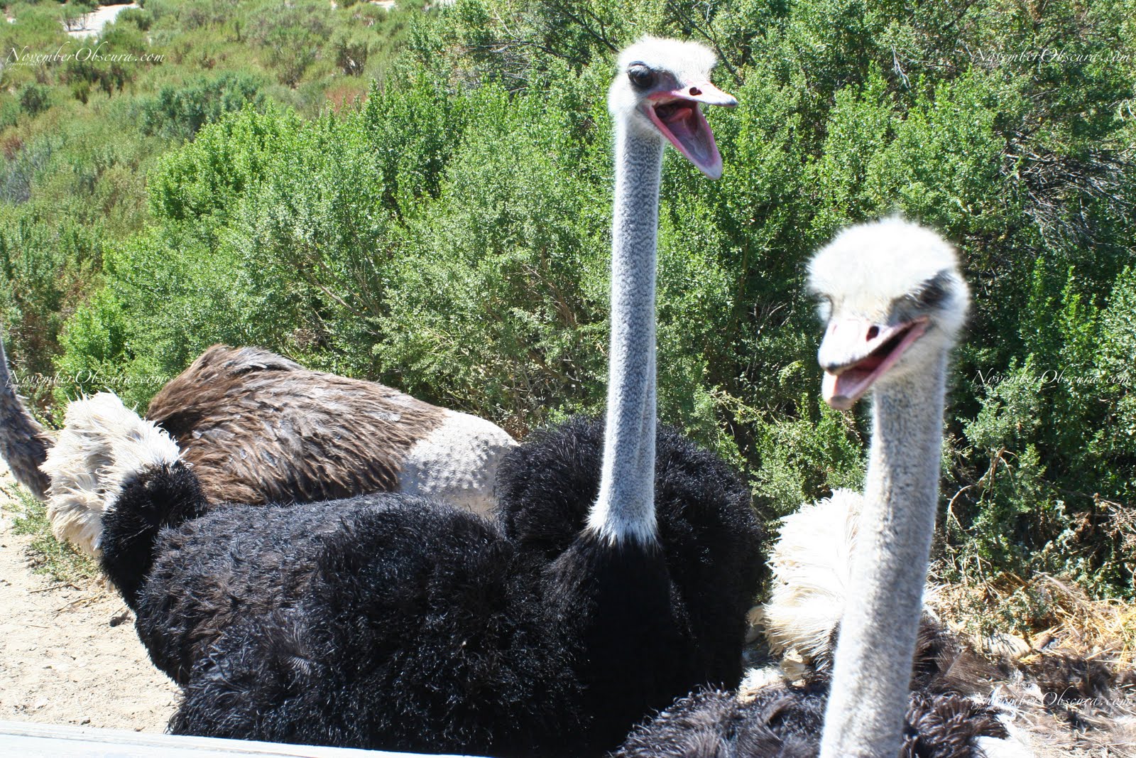 November Obscura: A visit to the Ostrich Farm- Ostrichland