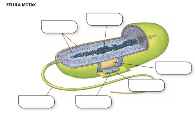 Biologia-Geologia DBH1: ZELULA EUKARIOTA