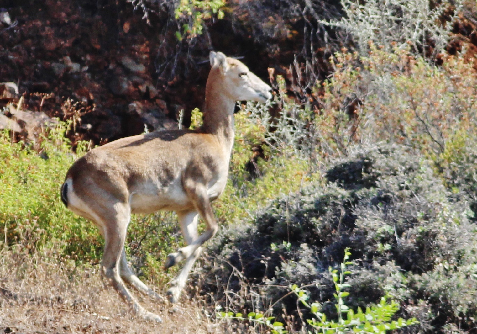 Mammals of Cyprus - Τα θηλαστικά της Κύπρου by George Konstantinou ...