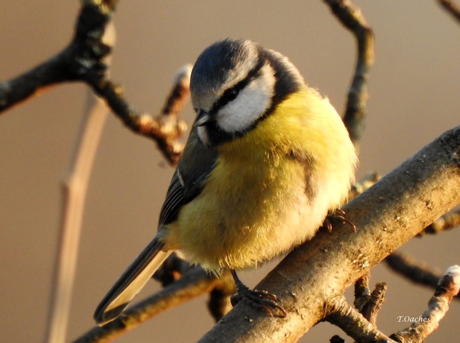 PASARI DIN ROMANIA: PITIGOI ALBASTRU (1), Cyanistes caeruleus