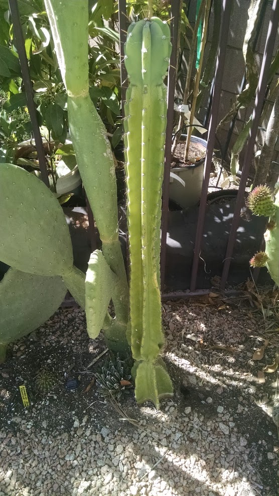 Desert Valley Orchard: Peruvian Apple Cactus