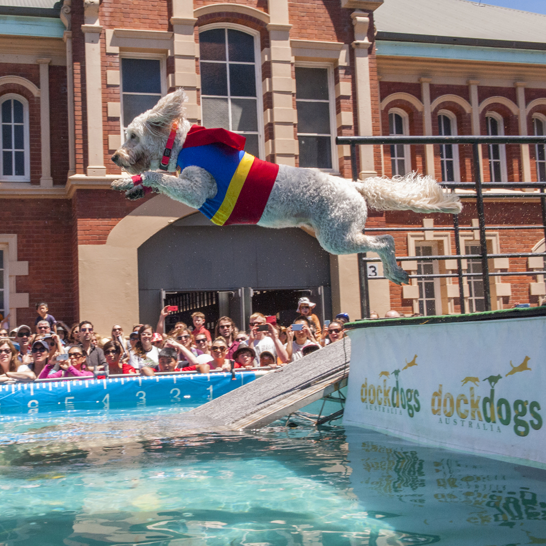 K9 SWiM Hydrotherapy & Wellness Centre Opens | Australian Dog Lover