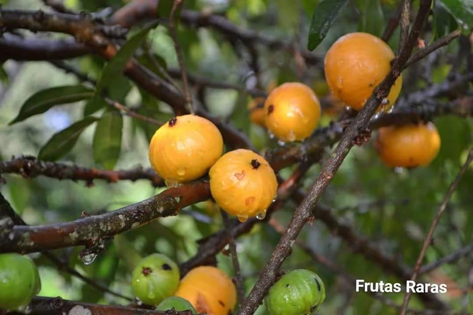 Plinia edulis - variedade Cambucá Mirim.
