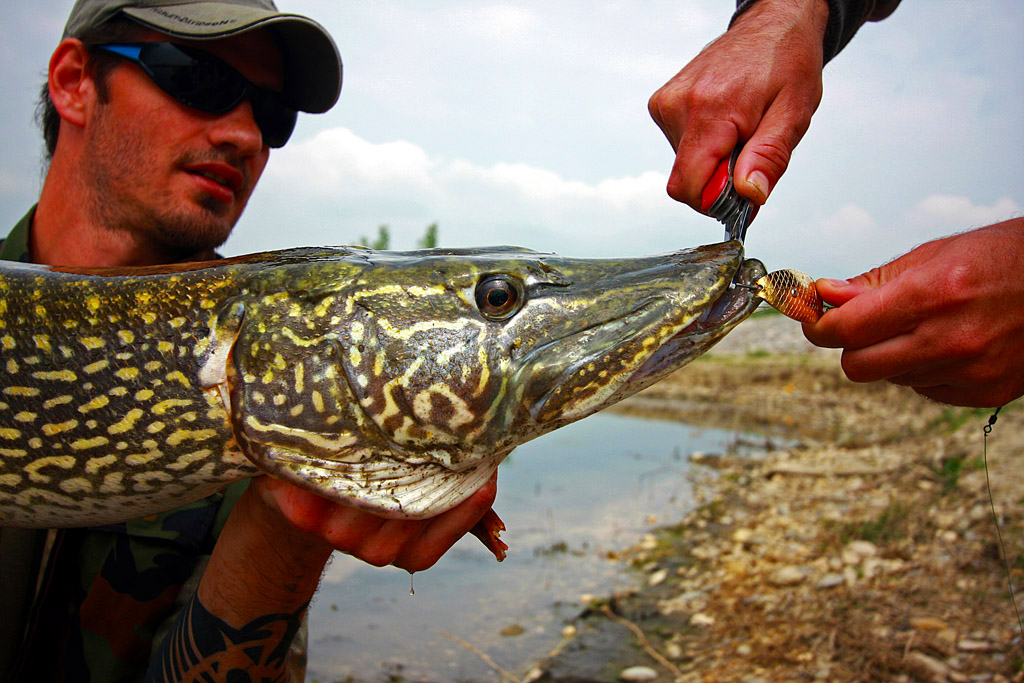 Fishing In Croatia (and in the neighbourhood): 100 cm long pike monster ...