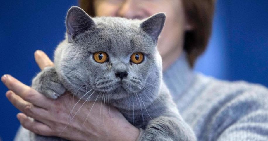 les bienfaits de la « ronron-thérapie » 1ère partie