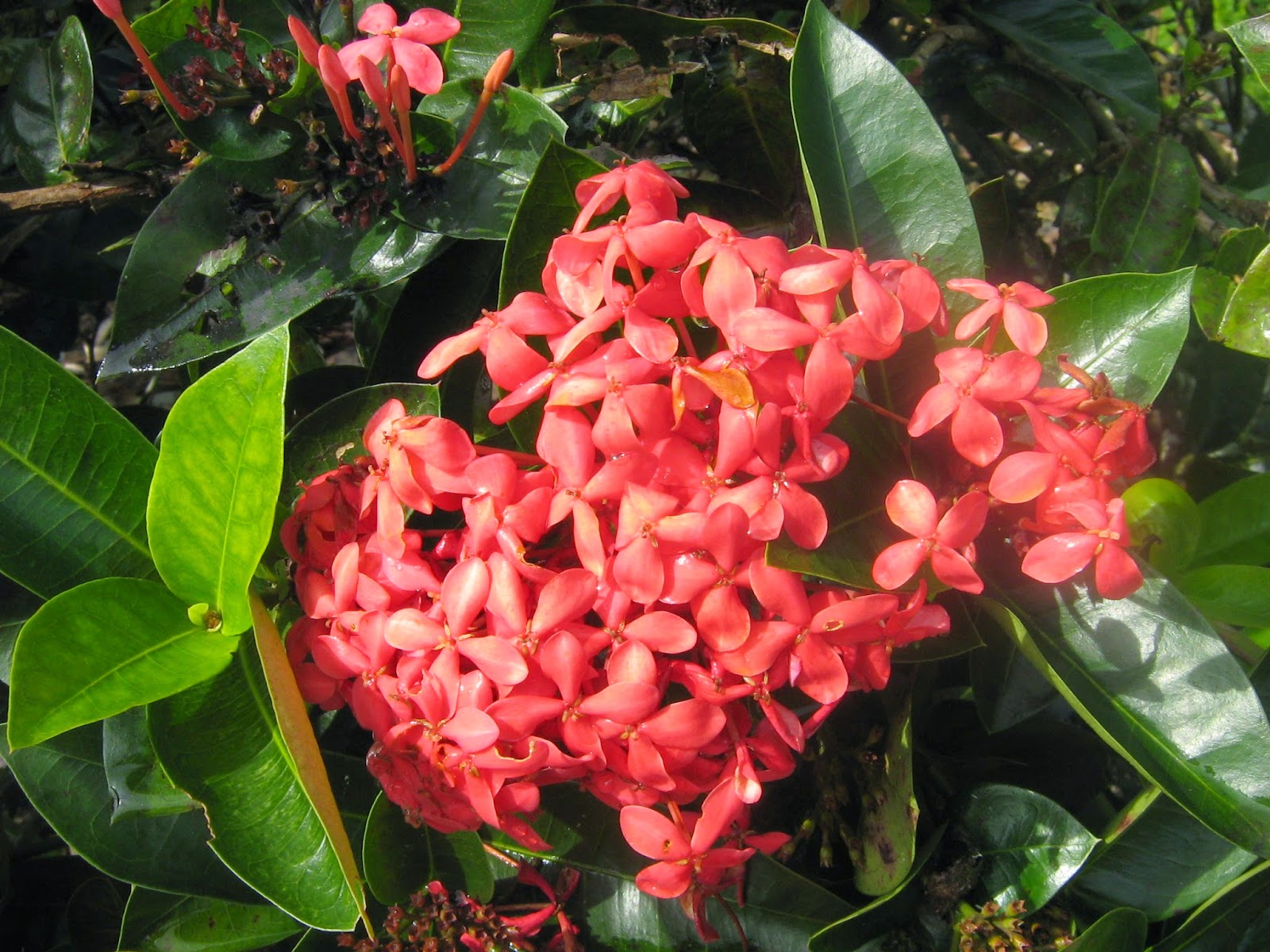 Sepating Bungai: Bungai