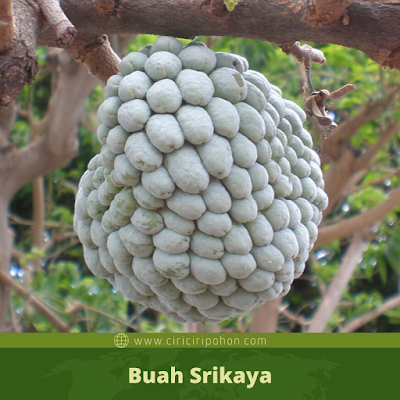 Ciri Ciri Pohon Srikaya (Annona squamosa) Di Alam Liar - Ciriciripohon.com