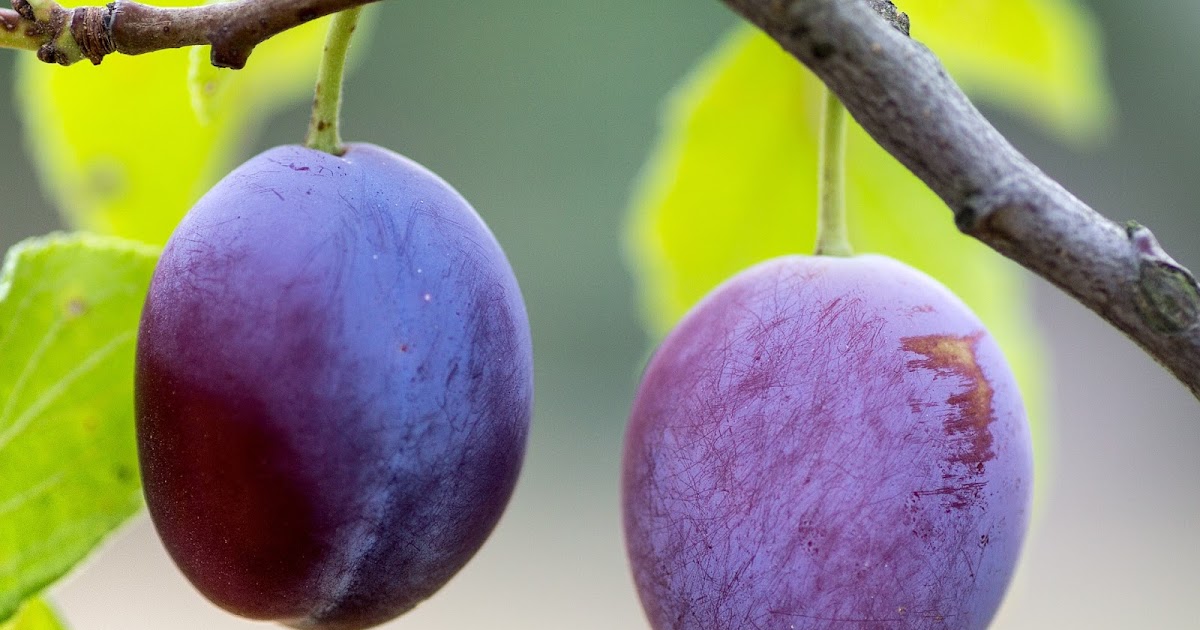 5 proven Health Benefits of Plums