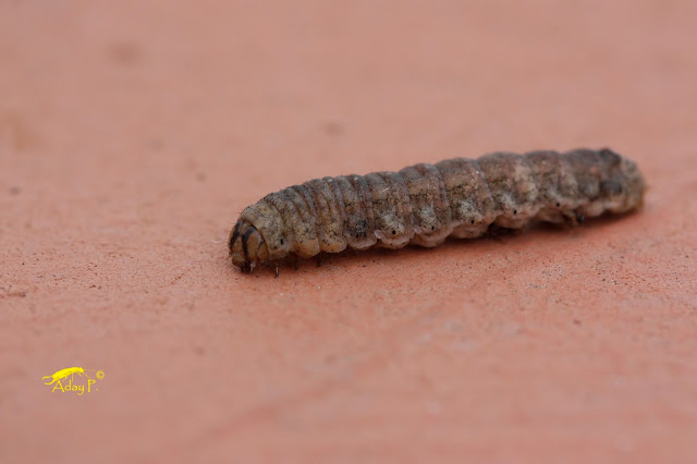 Artropodolandia: Agrotis sp (trux)