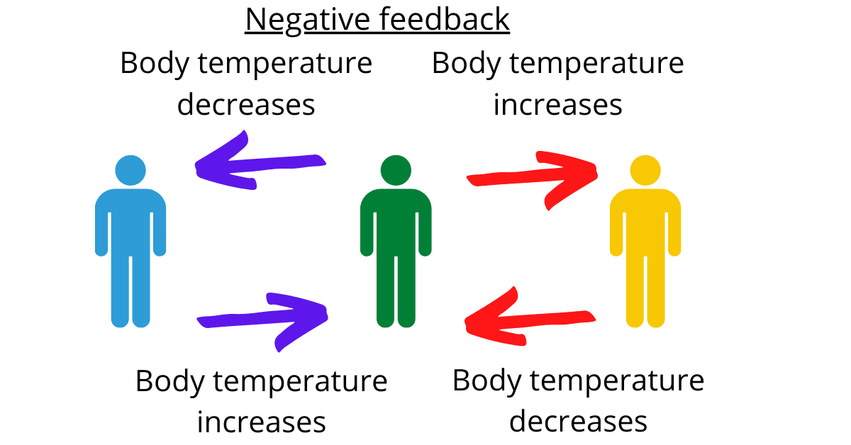 Homeostasis | GCE O Level Biology Notes (5090)