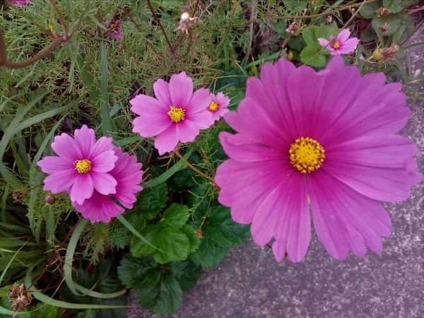 My Small Garden: Pokok Bunga Cosmos - koleksi di Sydney