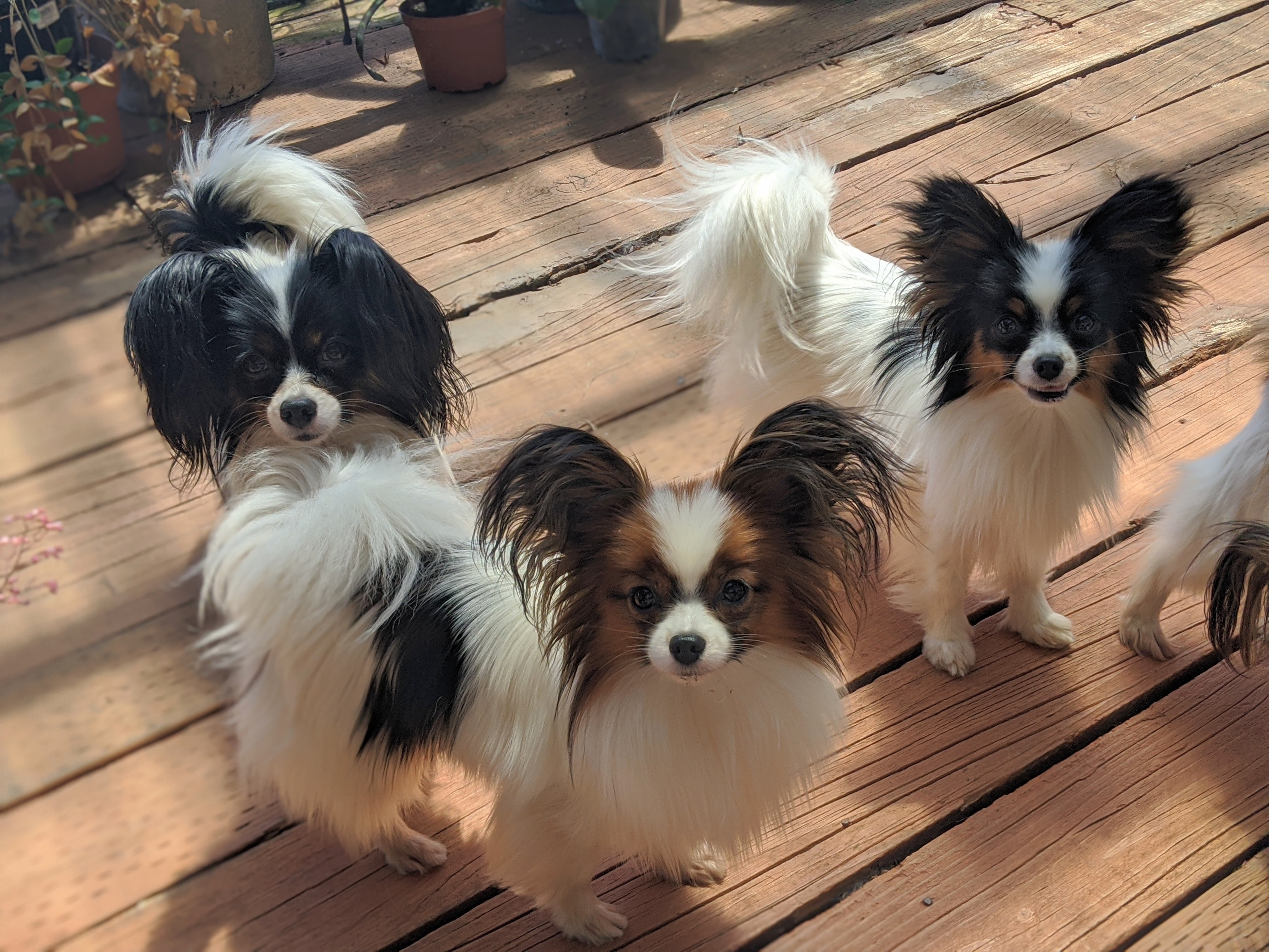 Road's End Papillons