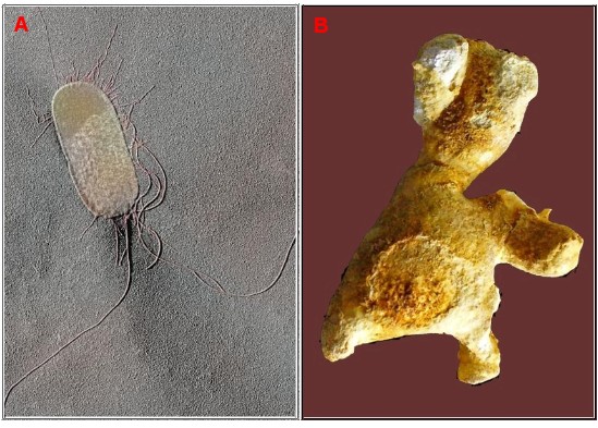 Urología e Historia de la Medicina: James Batcheller Sumner (1887-1955 ...
