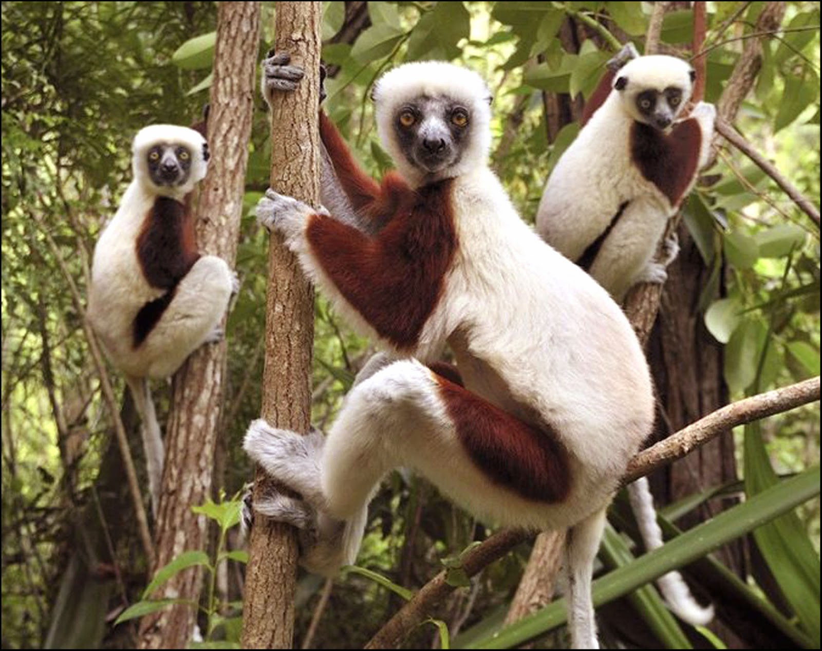 Buckles Blog: LEMURS #4