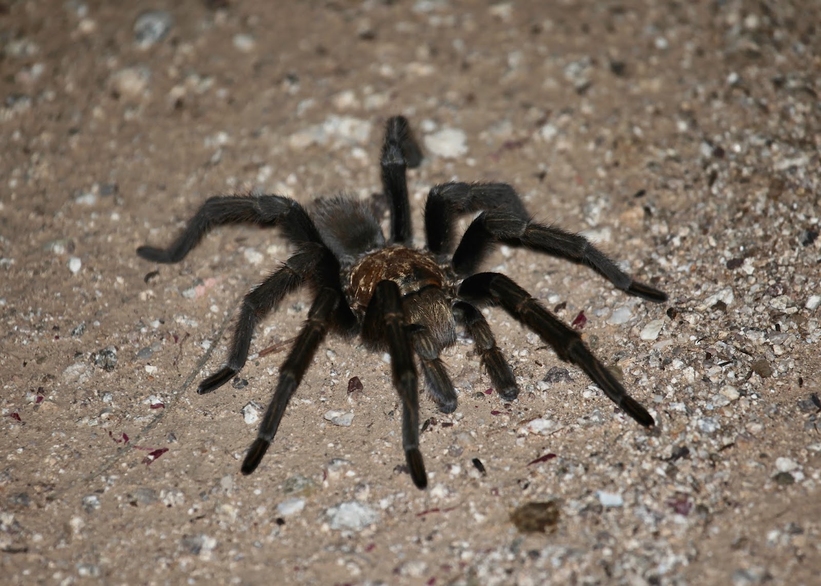 The Azure Gate: Wildlife of The Azure Gate Bed and Breakfast - Part XVI