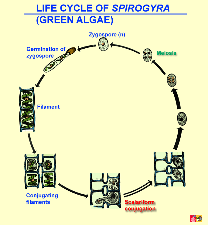 www.scienceexamtopic.com: Information of Spirogyra