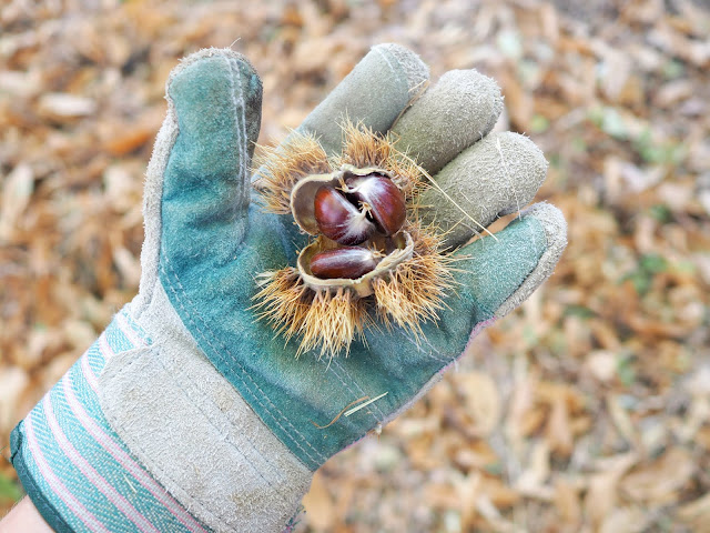 Little Hiccups: Chestnut Picking at Skyline Chestnuts
