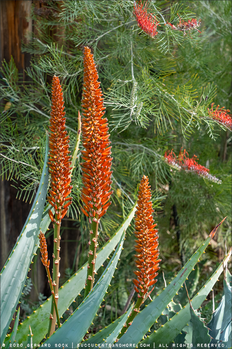 All our aloes want is some ☀️