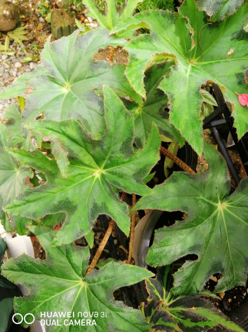 Garden Chronicles of James David: Star Begonia / Begonia heracleifolia ...