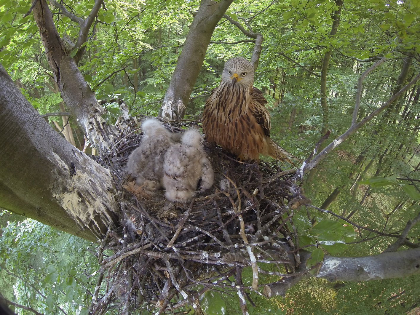 Die Rotmilan-Freunde Lippe: Juni 2015