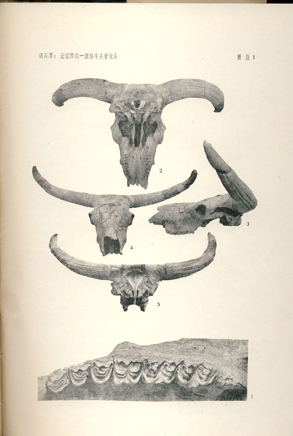 The Aurochs in China