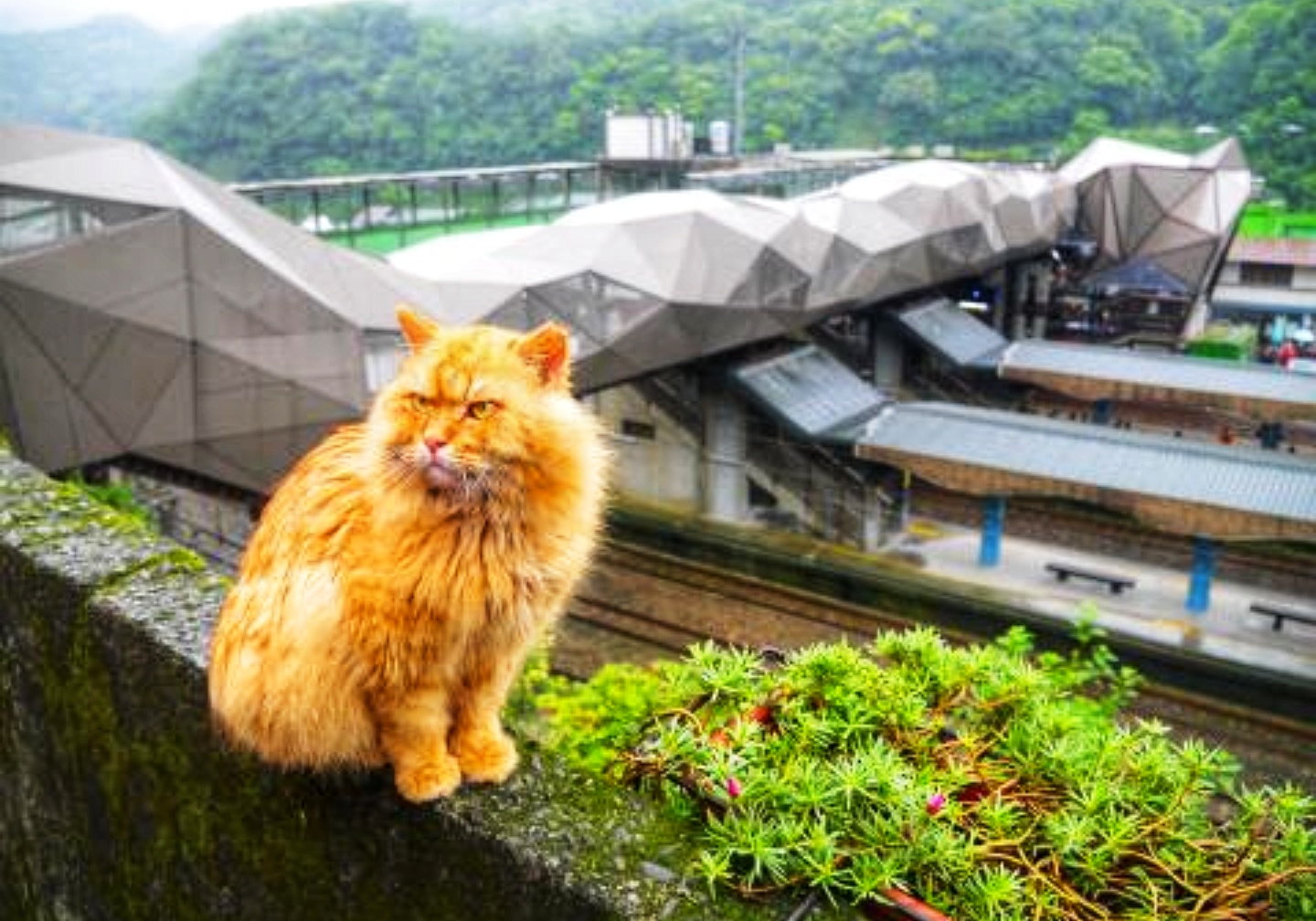 Paradise of cats in Taiwan called Cat Village located in the small town ...