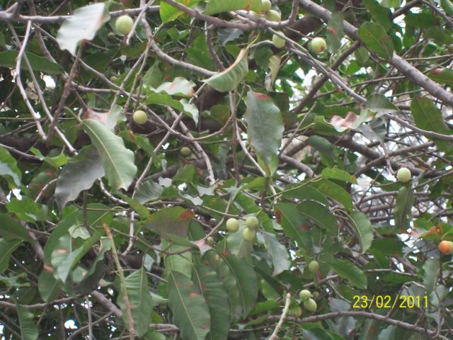 Prakruti -Mother Nature: TREES CONNECT CONTINENTS-CULTURE &RELIGION TOO-